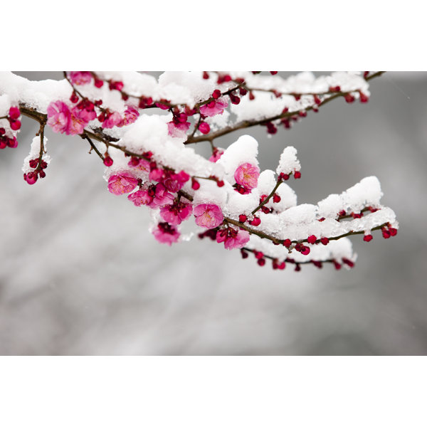 Hokku Designs Plum, Snow | Wayfair